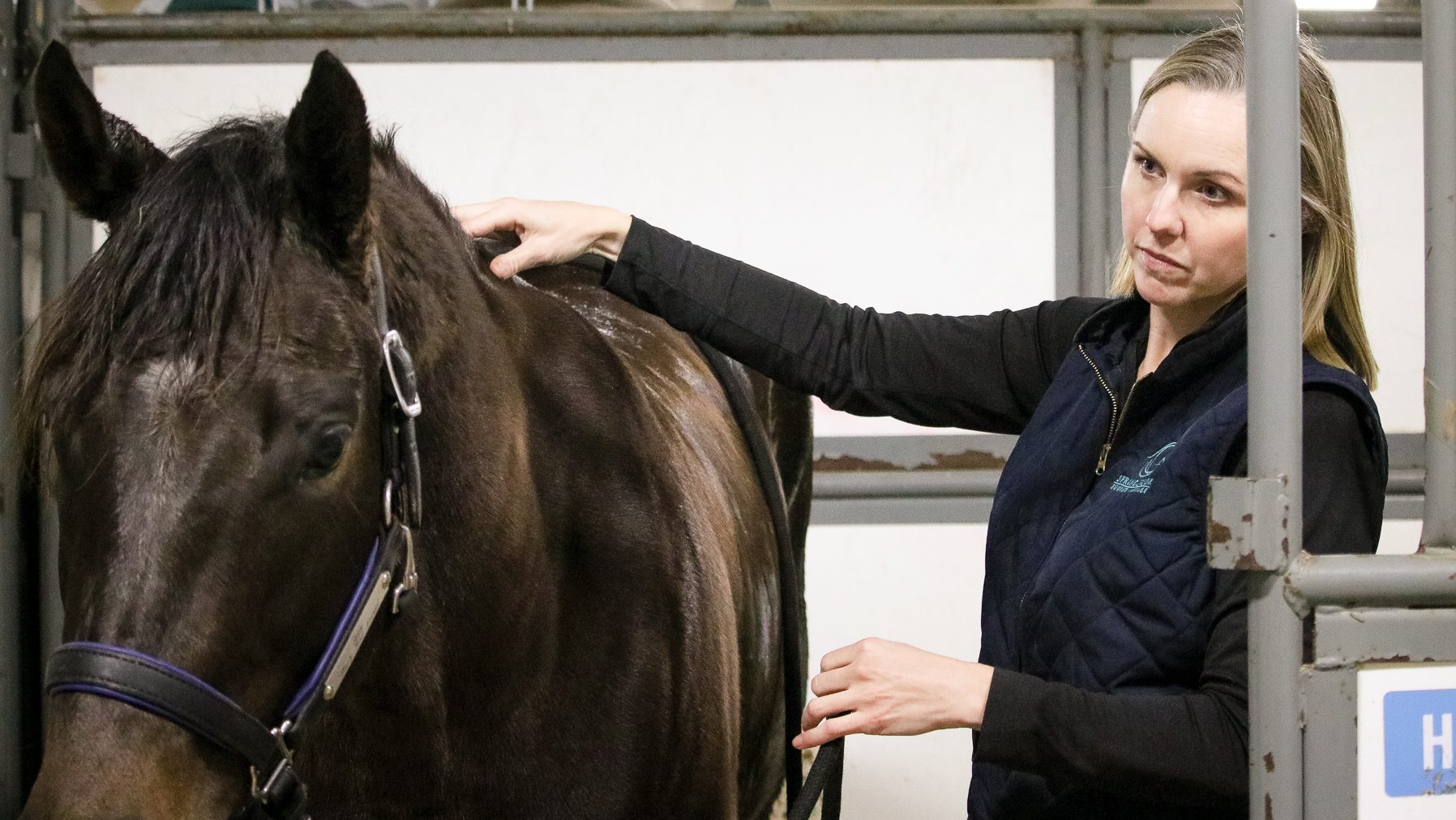 Services – Spring Brook Equine Bodywork